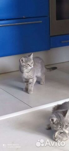 Британские котята