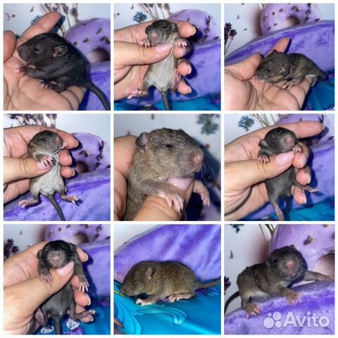 Крысята Дамбо Рексы Спб Крыски Крыса