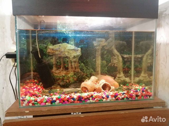 Аквариум 70 литров с попугаем