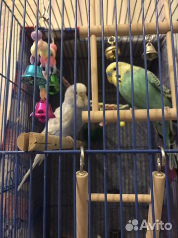 Попугаи в добрые руки