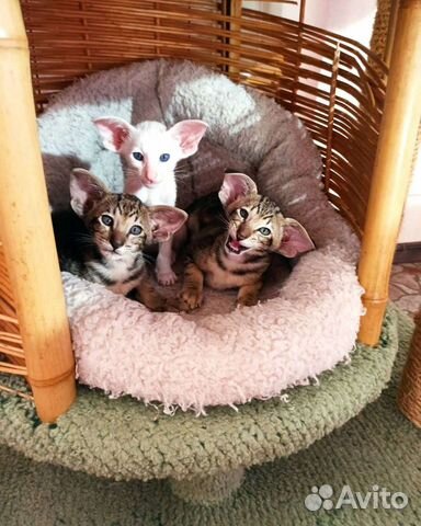 Ориентальные котята (мраморный котик)