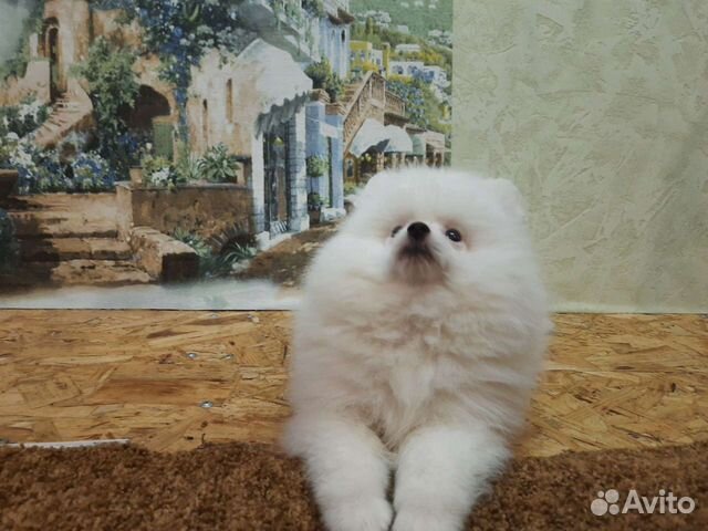 Шпицулька