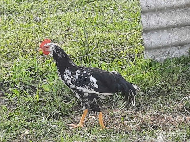 Петух легорн