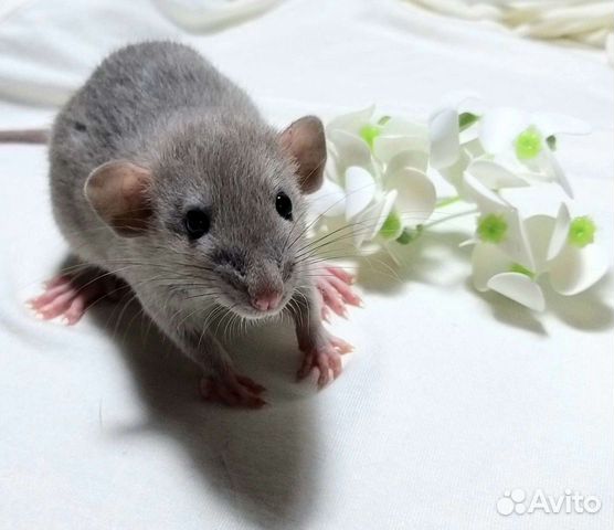 Крысята дамбо от rat love