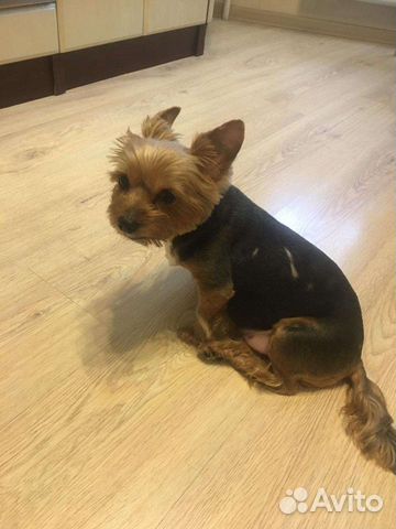 Йоркширский терьер бесплатно