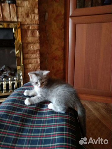 Котёнок девочка