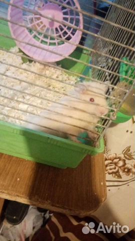 Серийскиий хомяк