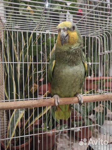 Венисуэльский амазон