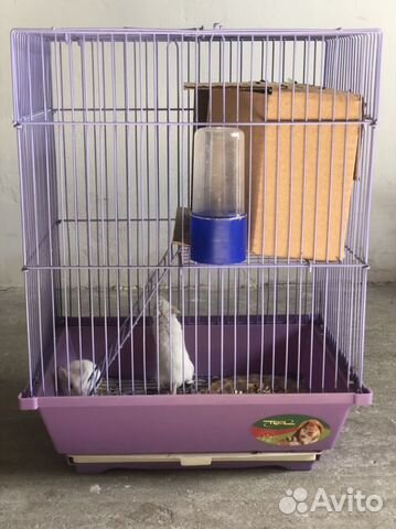 Две белые мыши в клеточке