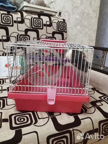 Крыса с клеткой бесплатно