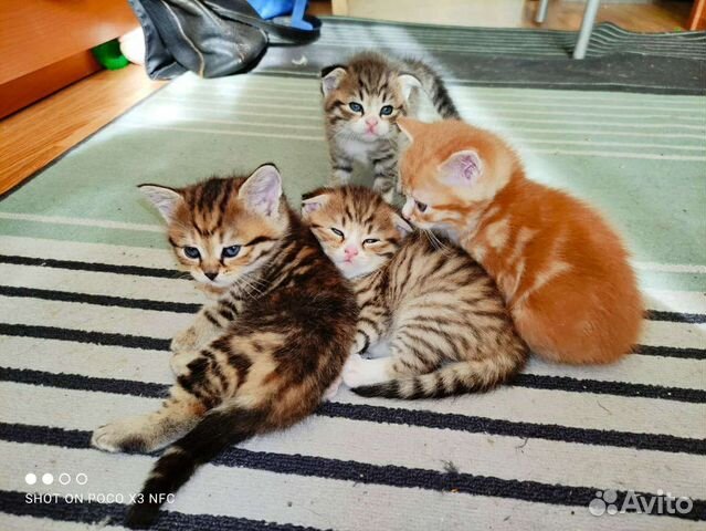 Шотландские вислоухие котята мраморные