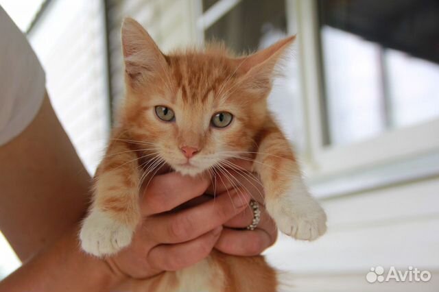 Чудесный котенок в добрые руки