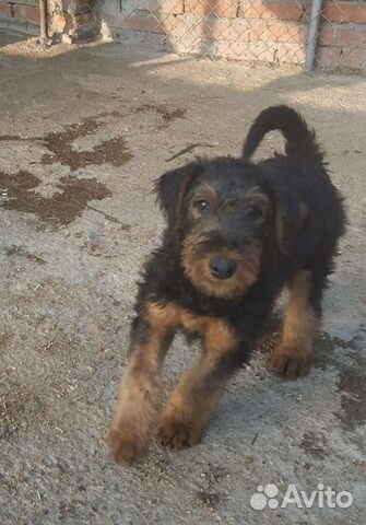 Эрдельтерьеров мальчики