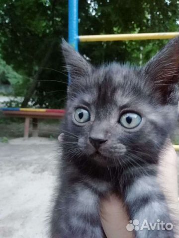 Русская голубая малышка