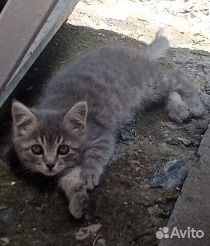 Котодевочка 2 мес