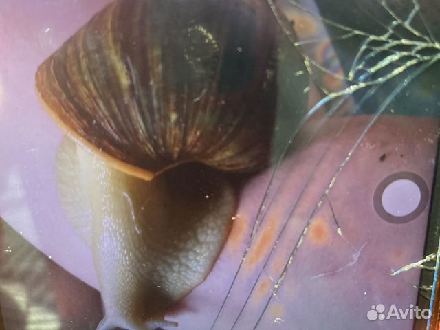 Улитка Ахатин