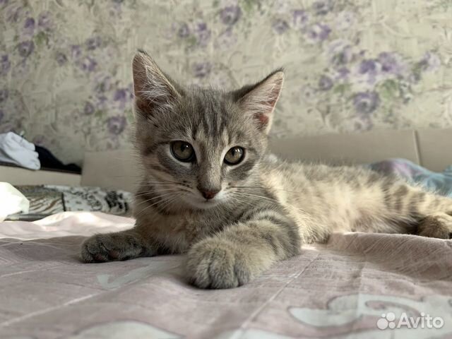 Котёнок в добрые руки (бесплатно)