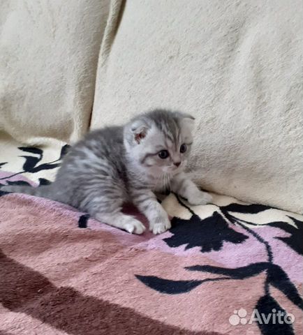 Продам котят