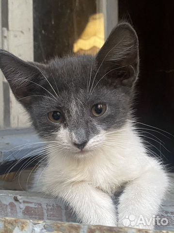 Котейки девочки и мальчики
