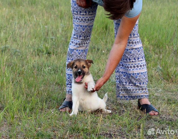 Обалденная щенуля Булочка, 2 мес, в дар