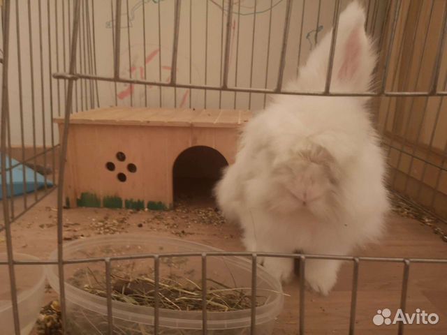 Декоротивный вислоухий кролик