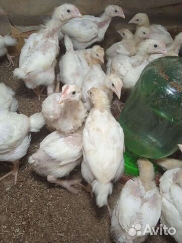 Цыпленок Арбор айкрес кобб700