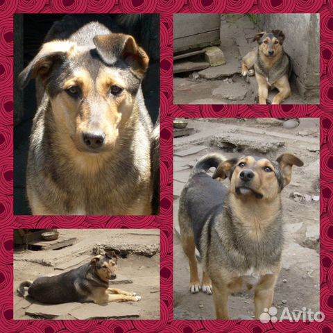 Собака в надежные руки