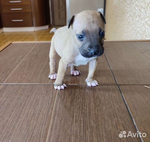 Стаффордширский терьер