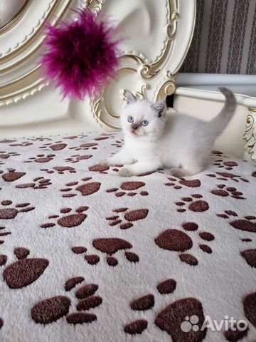 Кошка крошка