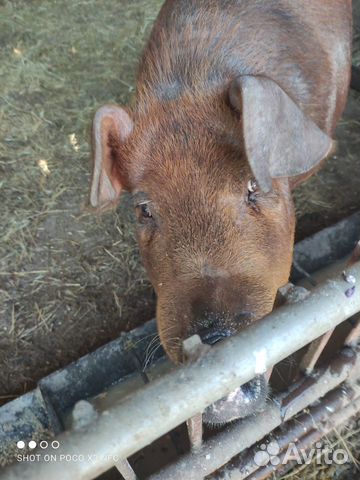 Хряк чистокровный лондрас