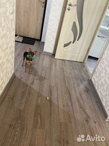 Мини той-терьер щенки продажа