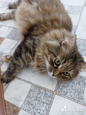 Ласковая кошка