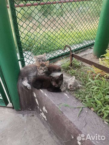 Одам бесплатно котят