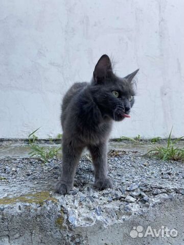 Ищем дом кошечке, помесь с породой Нибелунг