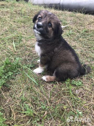 Щенки- крохи в добрые руки