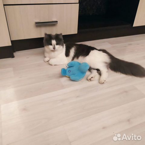 Игривая красотка ищет дом