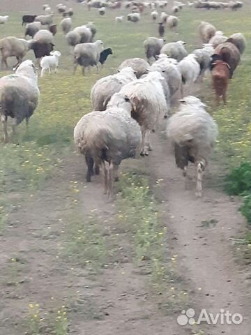 Матки переярки