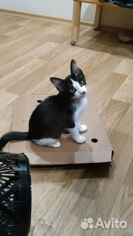 Котенок, мальчик, примерно 2 месяца