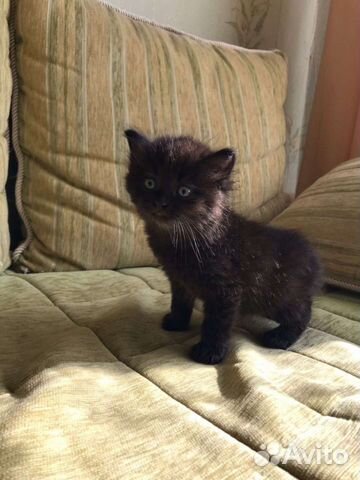 Котята в добрые руки бесплатно