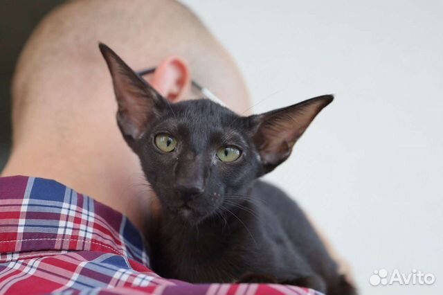 Чёрная ориентальная кошка