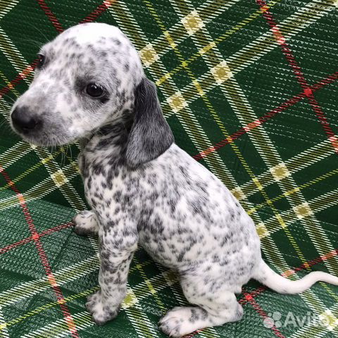 Щенки далматина торг