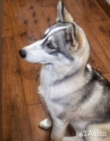 Сибирский хаски