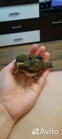 Воробей ручной