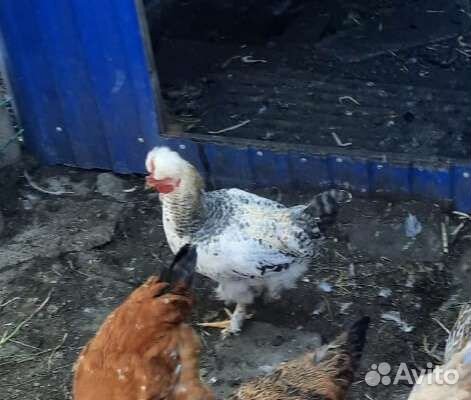 Куры молодки несушки