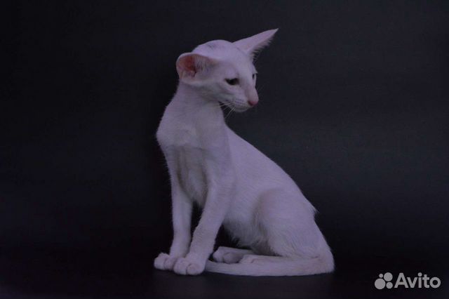 Ориентальный кот