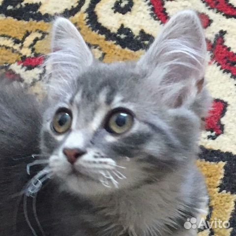 Ливия 2,5 мес