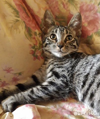 Котенок очень вас ждет
