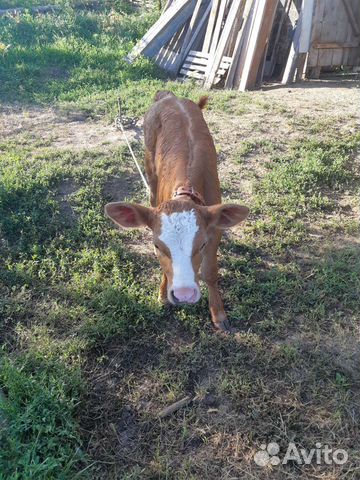 Телята телочки