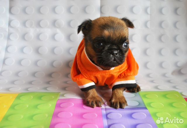 Пти-брабансон яркая девочка