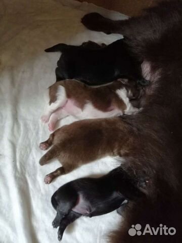 Домашние животные собаки